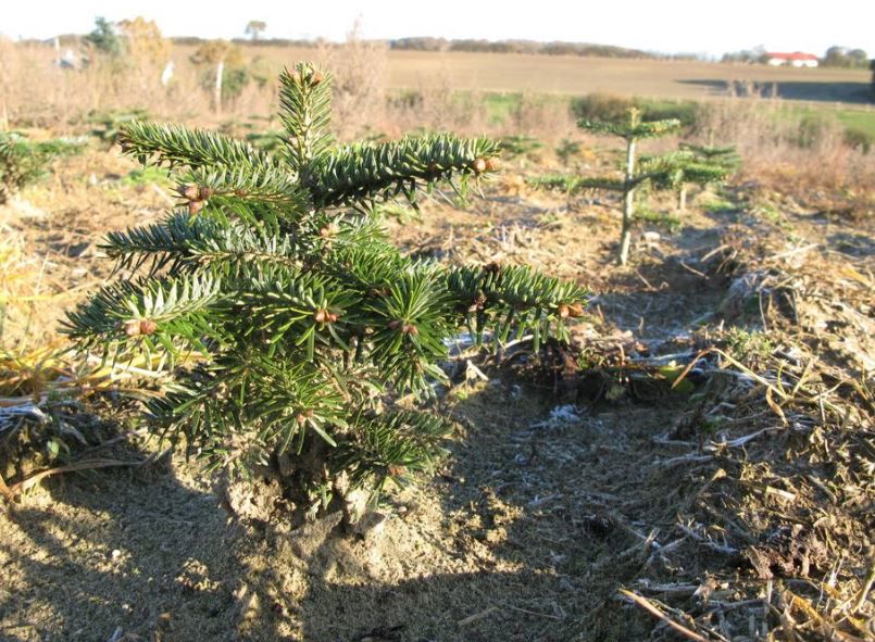 Danish Trees ApS - Danske Juletræer